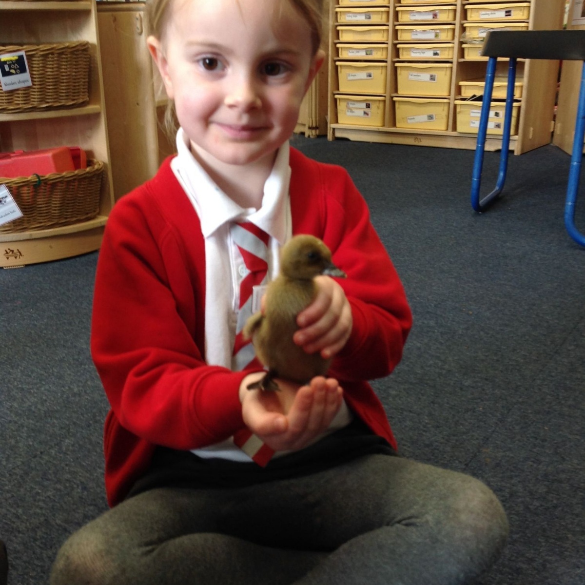 Lapal Primary - Little Lapal Ducklings